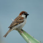 Bare-throated Bellbird : National bird of Paraguay | Interesting Facts ...