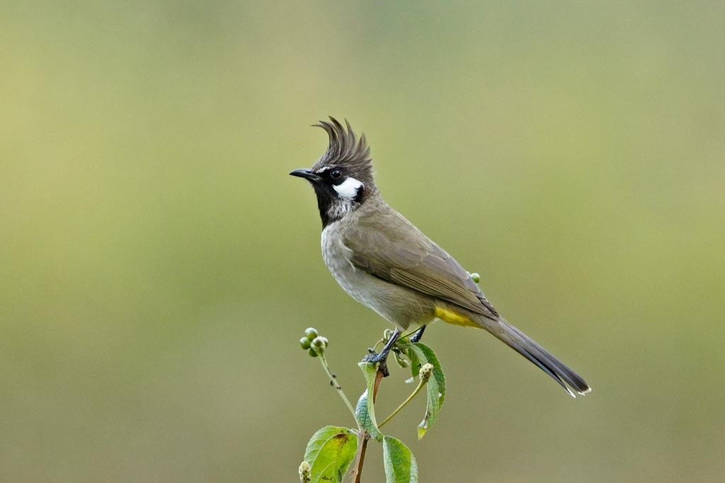 Bulbul: National Bird of Bahrain | Interesting Facts About Bulbul