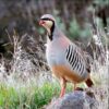 Chukar partridge: National Bird of Pakistan | Interesting Facts About ...