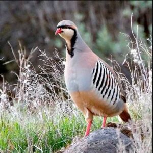 Chukar partridge: National Bird of Pakistan | Interesting Facts About ...