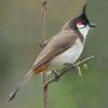 Bulbul: National Bird of Bahrain | Interesting Facts About Bulbul