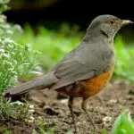 Bare-throated Bellbird : National bird of Paraguay | Interesting Facts ...