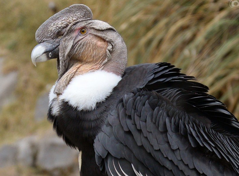 National Bird of Ecuador Archives - Vdio Magazine 2024