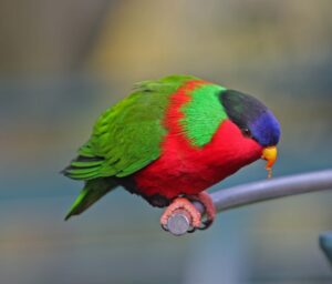Collared Lory: National Bird of Fiji | Interesting facts about Collared ...