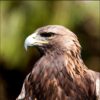 Golden Eagle: National Bird of Germany | Interesting Facts about Bird ...