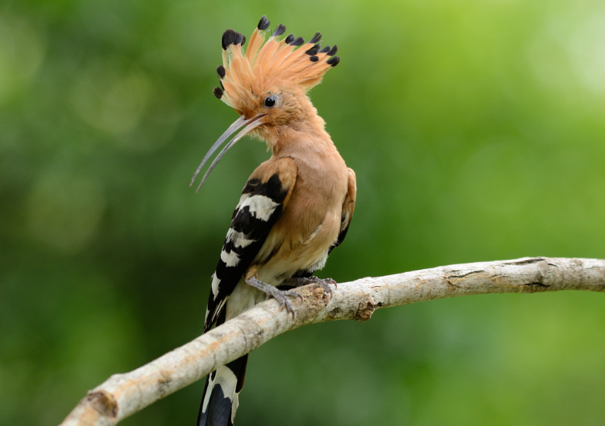 Hoopoe: National Bird of Israel Archives - Vdio Magazine 2024