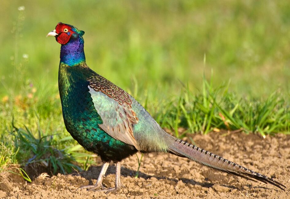 Green Pheasant National Bird Of Japan Interesting Facts About Green