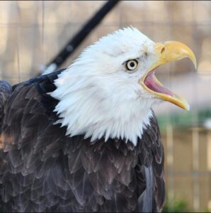 Eagle : National Bird of Russia | Interesting Facts about Russian ...