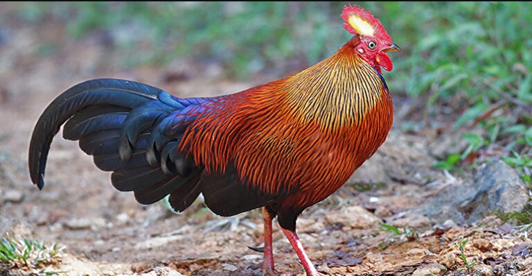 Ceylon Jungle fowl: National Bird of Sri Lanka | Interesting Facts ...