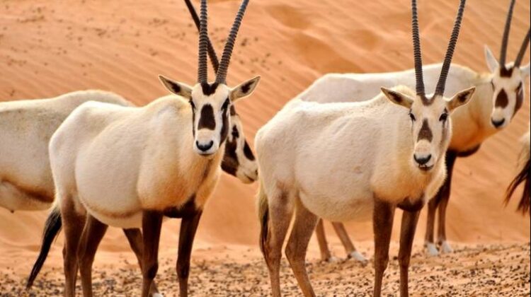 National animal of Bahrain | Interesting fact about Arabian Oryx