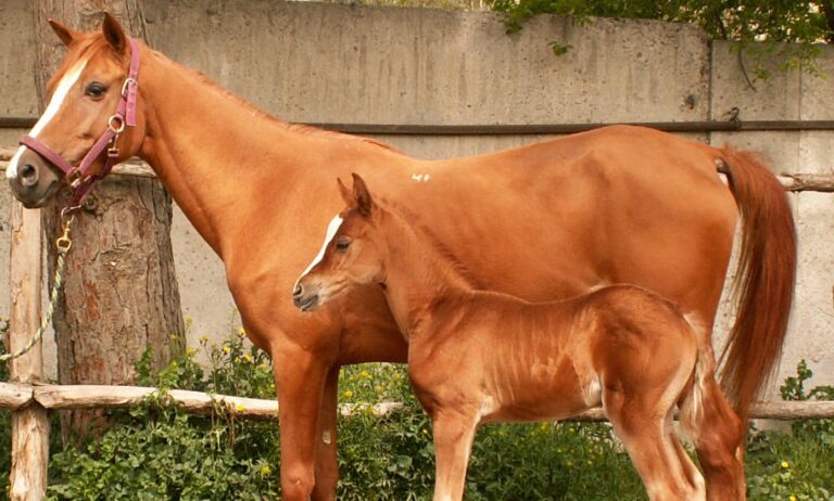 National animal of Azerbaijan | Interesting facts about Karabakh Horse