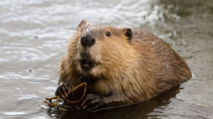 National animal of Canada | Interesting facts about Beaver