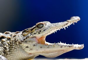 National animal of Cuba | Interesting facts about Cuban Crocodile