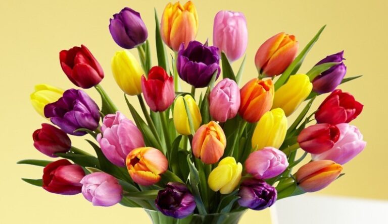 Tulips: National Flower of Afghanistan | Meaning of the Tulips
