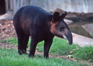 National animal of Belize | Interesting facts about Tapir
