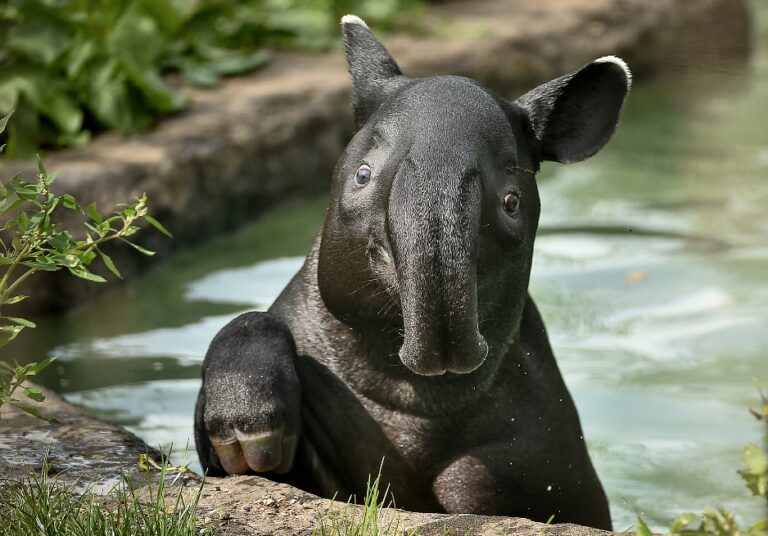 National animal of Belize | Interesting facts about Tapir